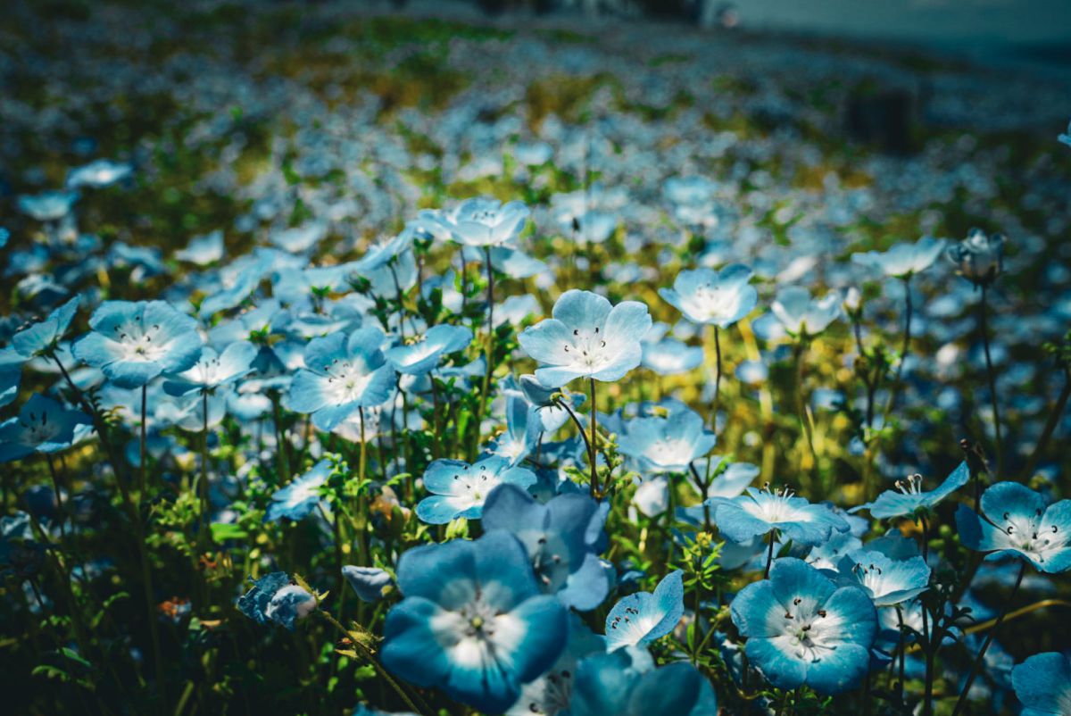 ネモフィラ | GANREF