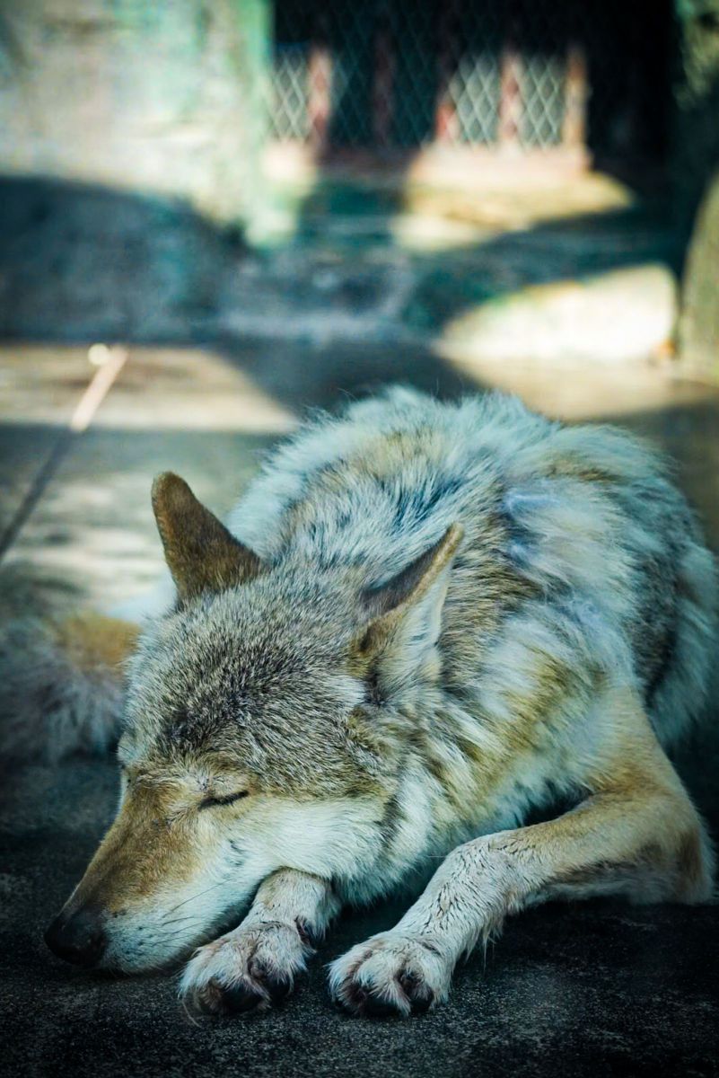 let the wolf sleep | GANREF