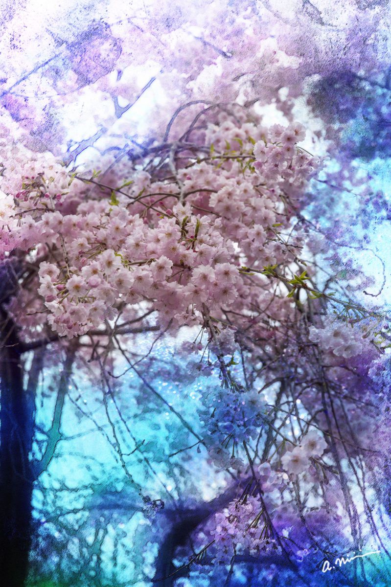 sakura 2023 | GANREF