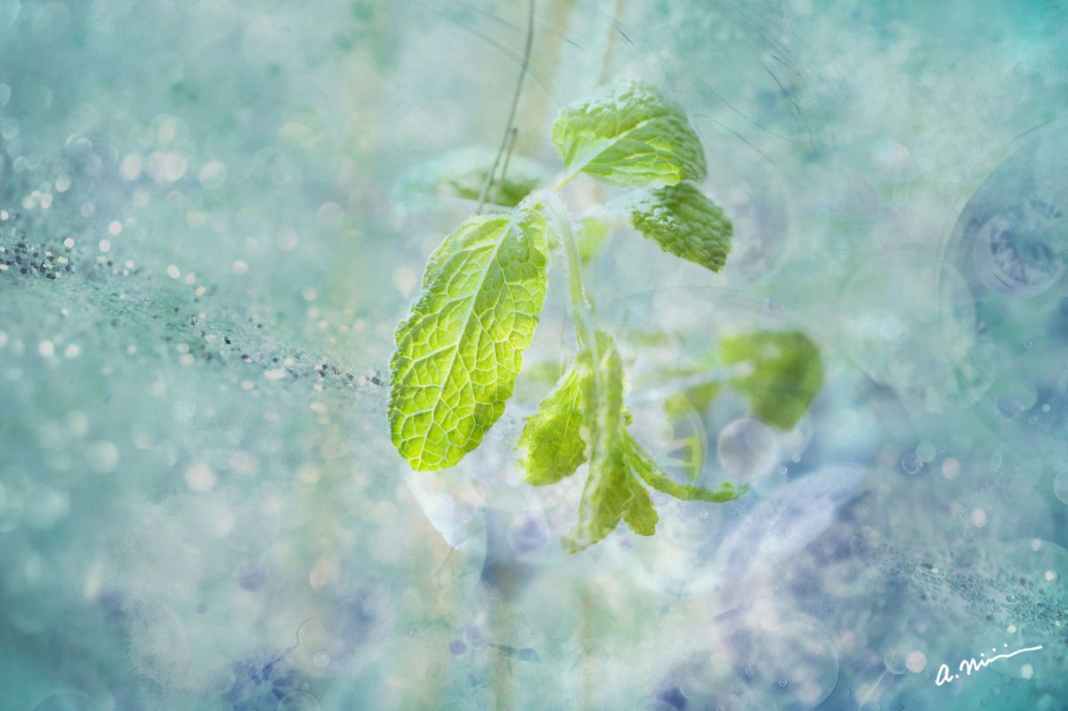 Cold Morning | GANREF