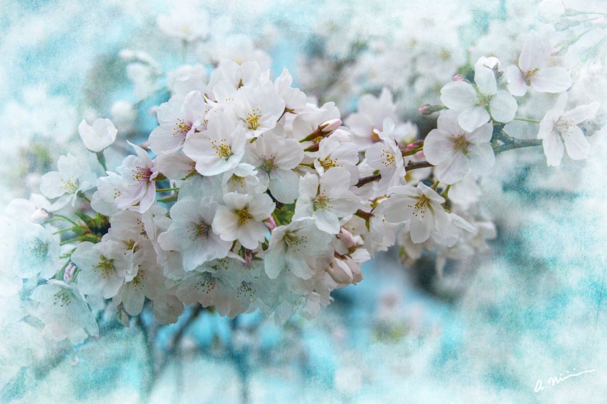 and Skyblue | GANREF