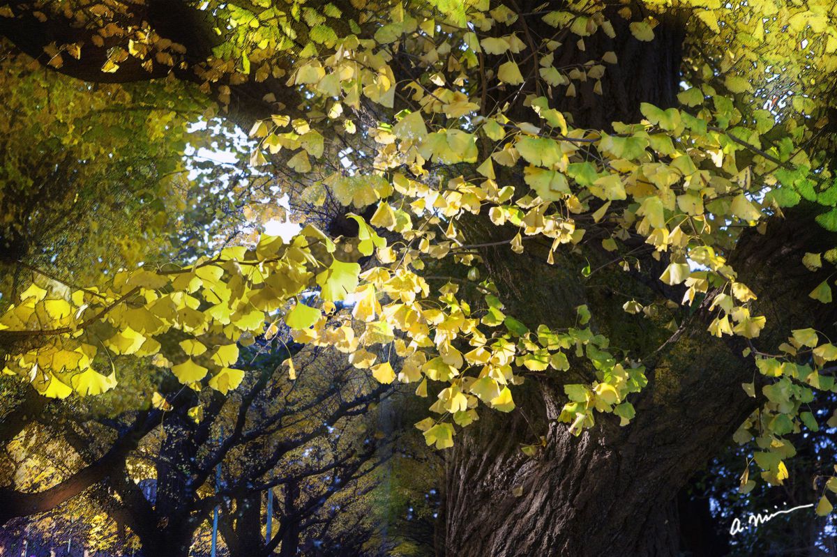 Autumn Yellow | GANREF