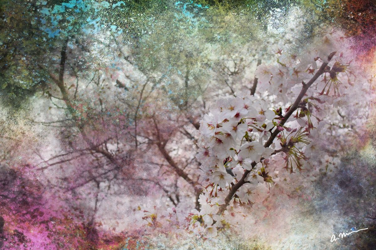 SAKURA 2024 | GANREF