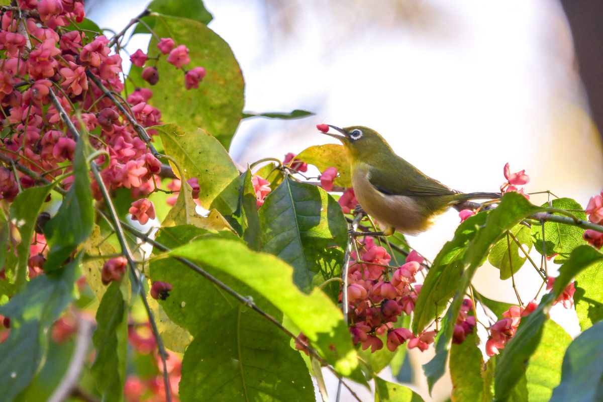 Getだぜ！ | GANREF