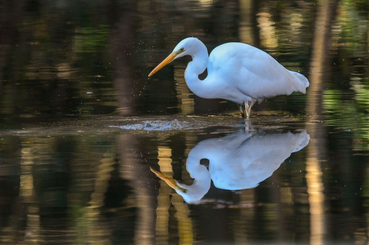 川エビGet！ | GANREF