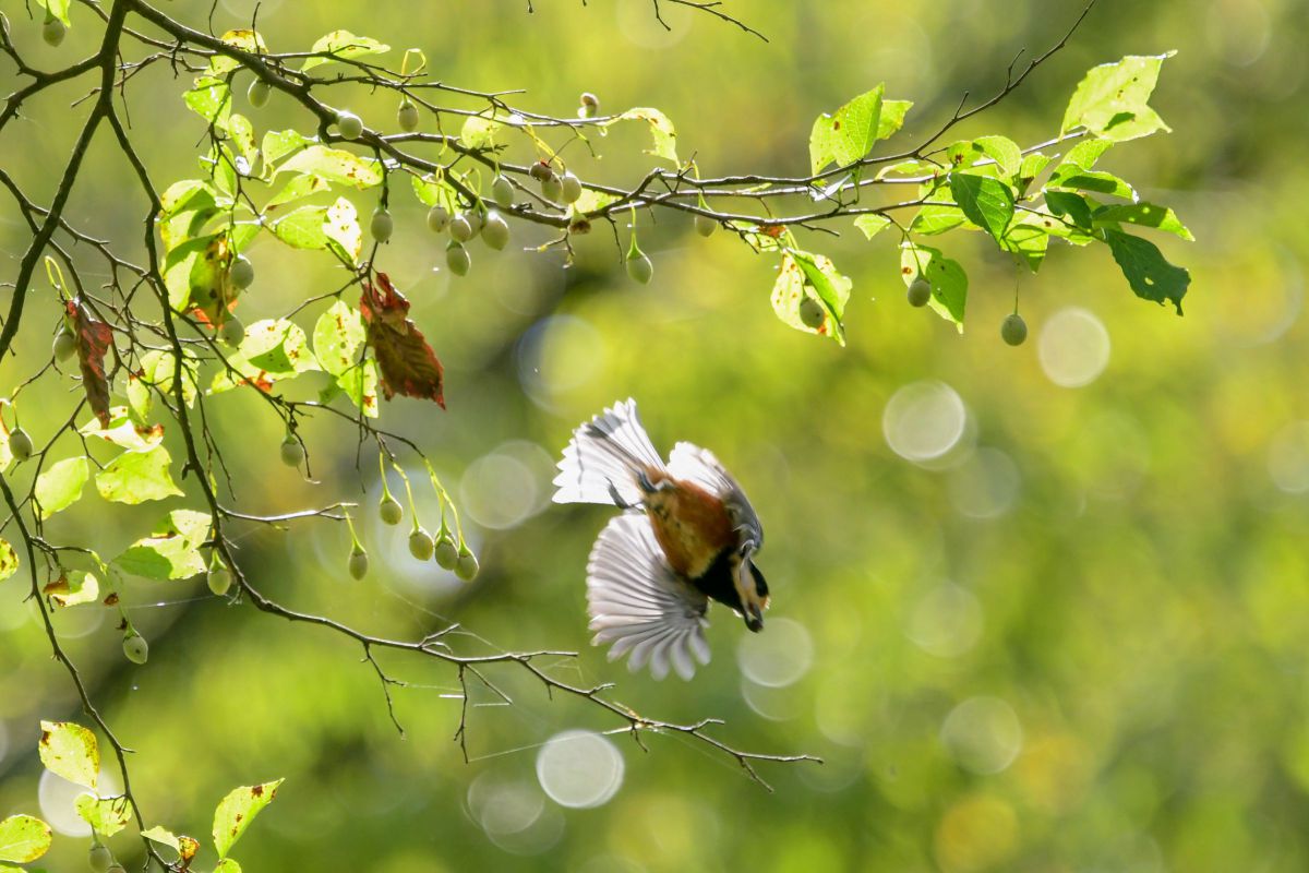 種G E T！ | GANREF