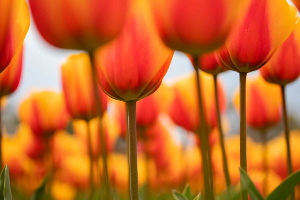 TuliPs-balloon | GANREF