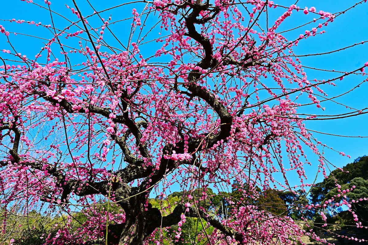 臥龍梅Ⅰ | GANREF