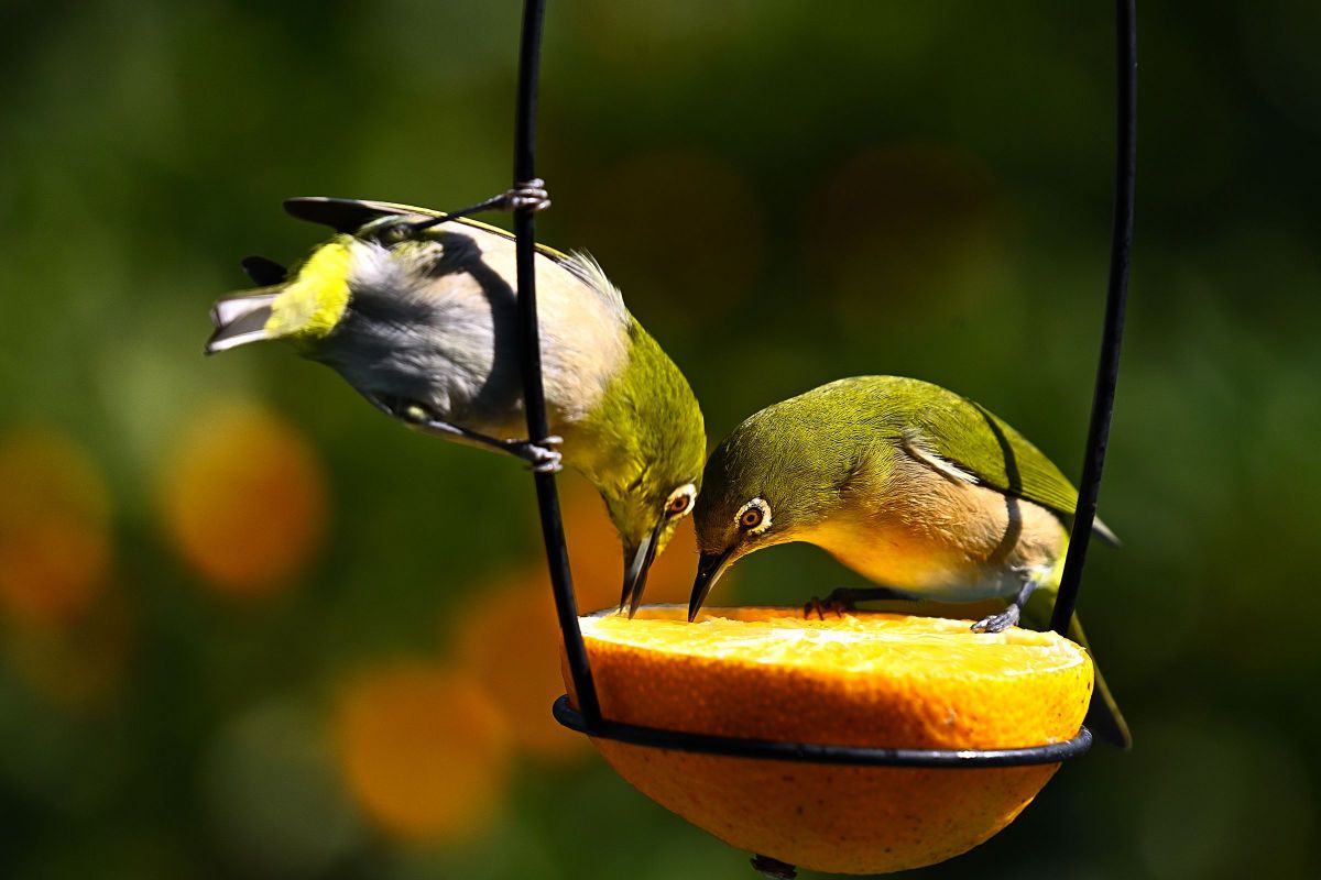 生涯の伴侶 | GANREF