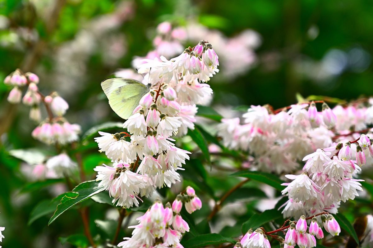 更紗ｳﾂｷﾞとﾓﾝｼﾛﾁｮｳ | GANREF