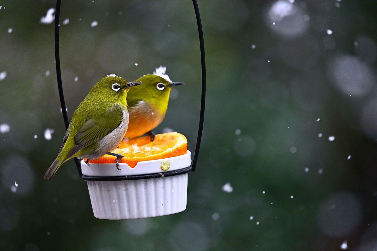 粉雪舞う | GANREF