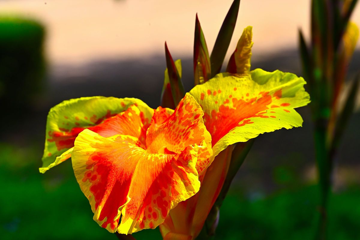 夏のパッション | GANREF