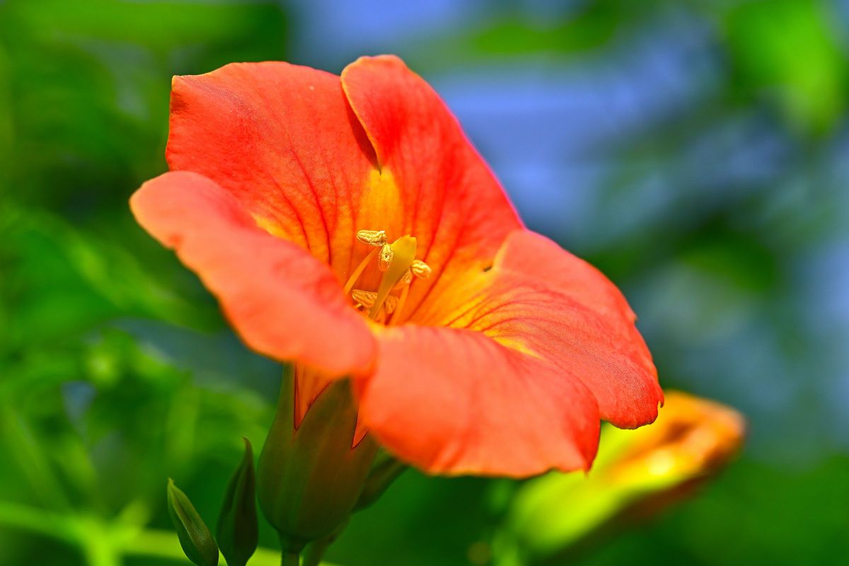 サマーガーデンの主役 | GANREF