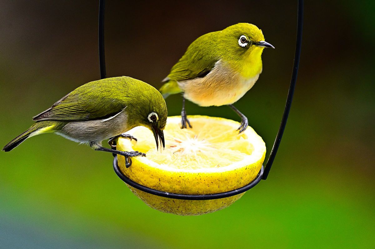 春の別れ | GANREF