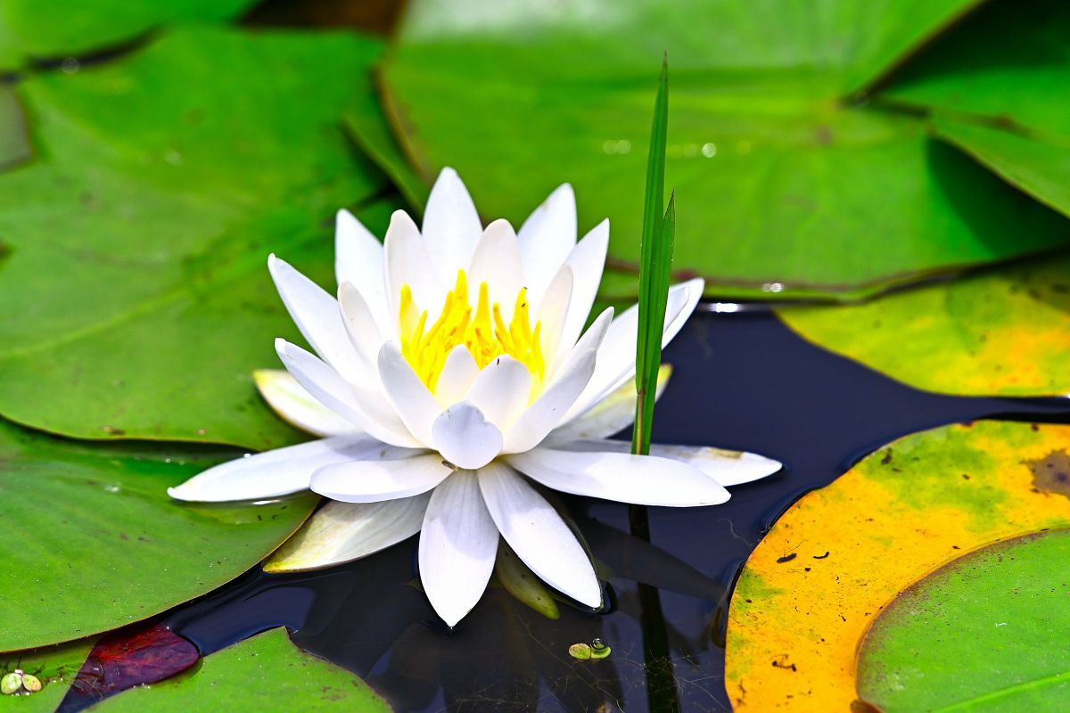 無垢な美しさ | GANREF