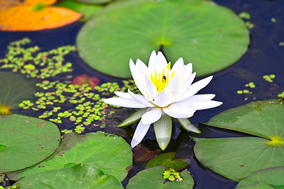 メルヘンな空間 | GANREF