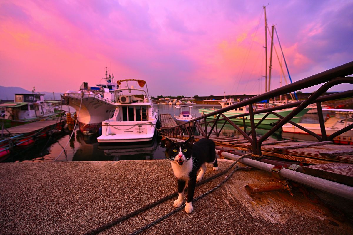 港の猫 | GANREF