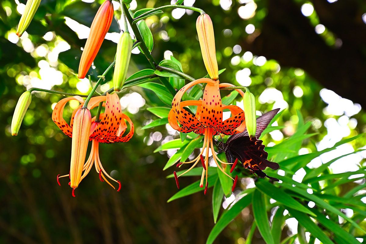 オニユリとアゲハ | GANREF