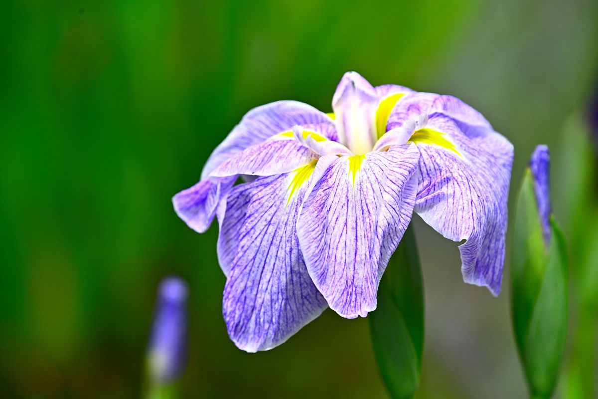 夏の訪れ花菖蒲 | GANREF