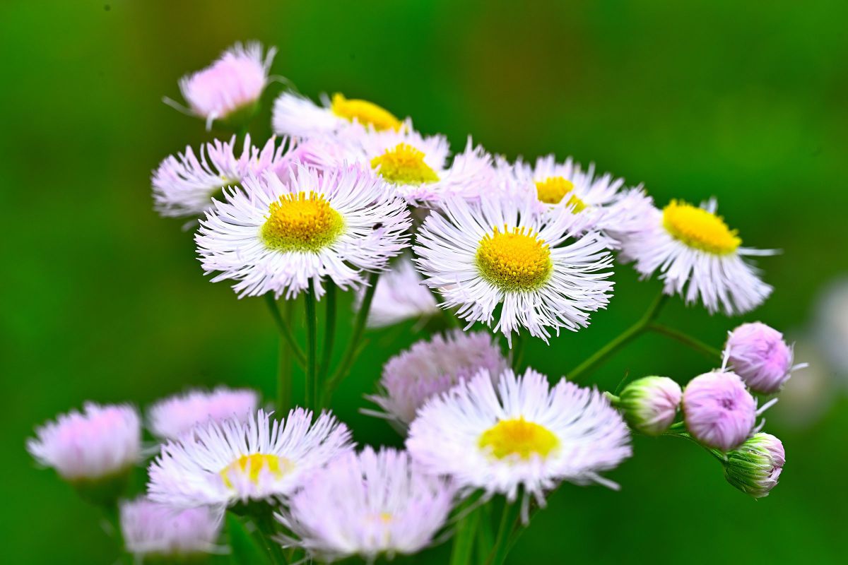 路傍の春 | GANREF