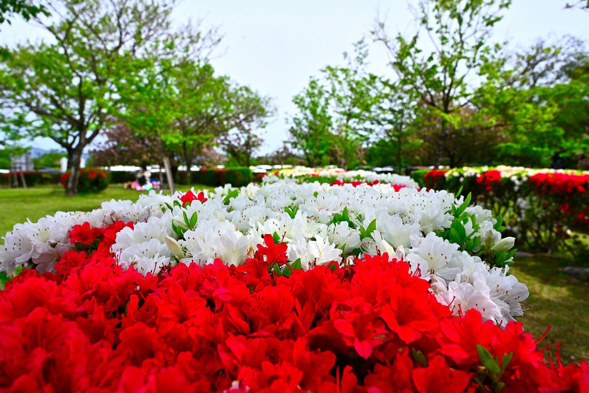 紅白のツツジ | GANREF