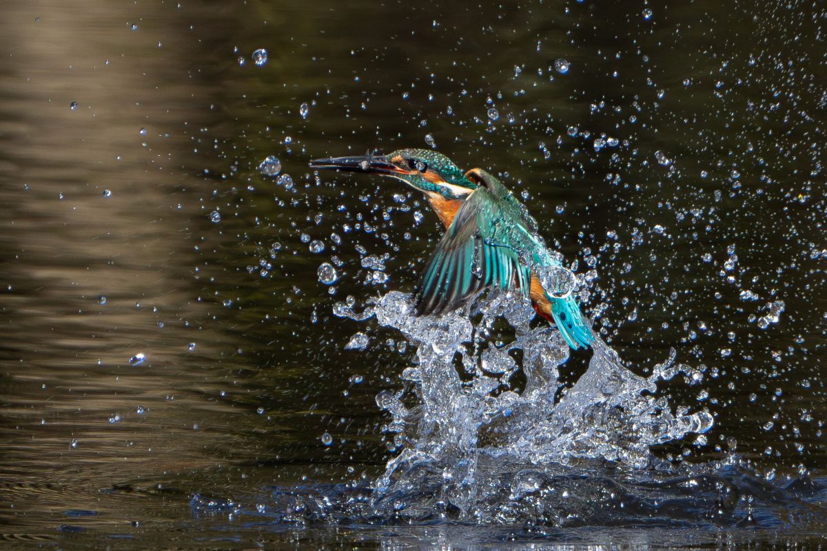 カワセミ離水169 | GANREF