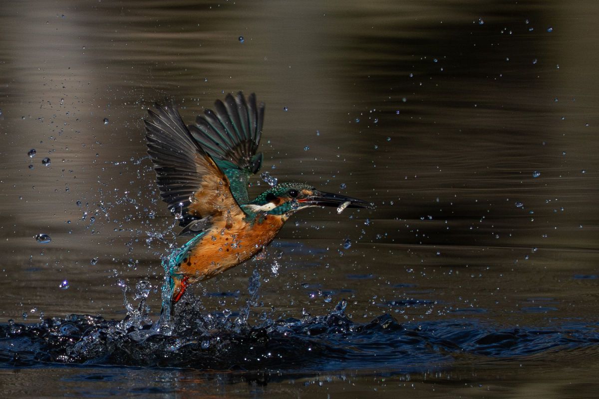 カワセミ離水171 | GANREF