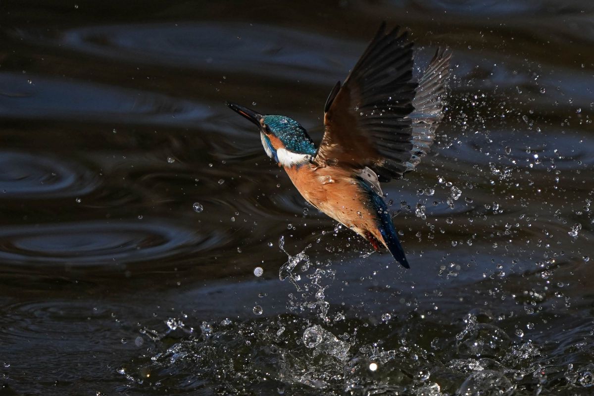 カワセミ離水152 | GANREF