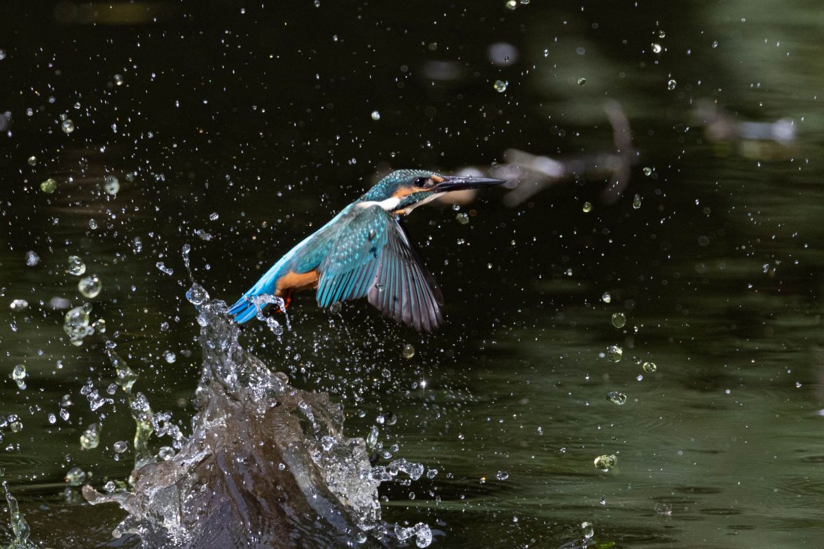 カワセミ離水138 | GANREF