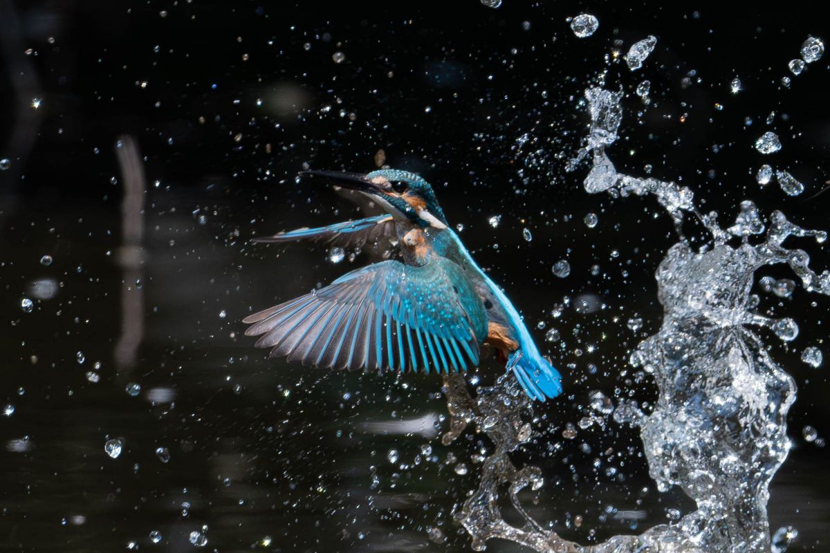 カワセミ離水161 | GANREF