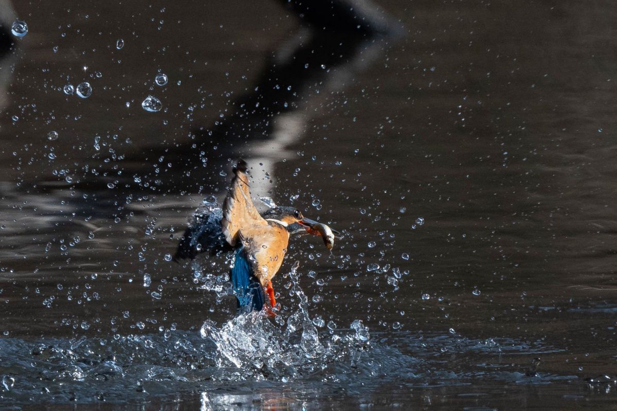 カワセミ離水113 | GANREF