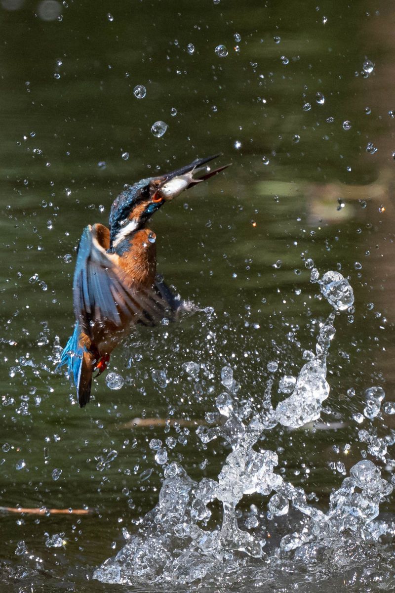 カワセミ離水119 | GANREF