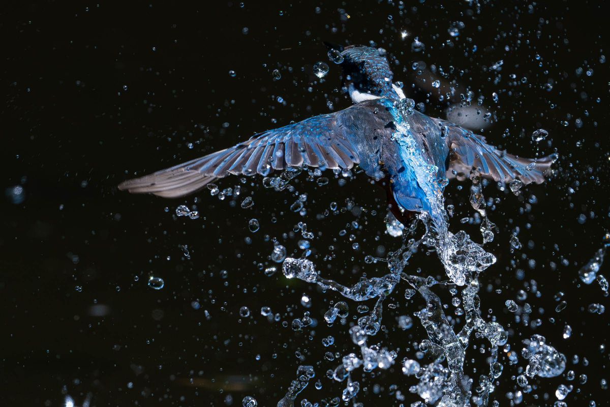 カワセミ離水160 | GANREF