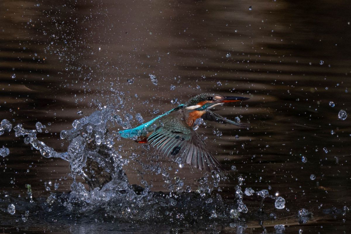 カワセミ離水127 | GANREF