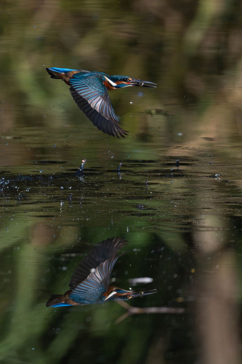 カワセミ離水162 | GANREF