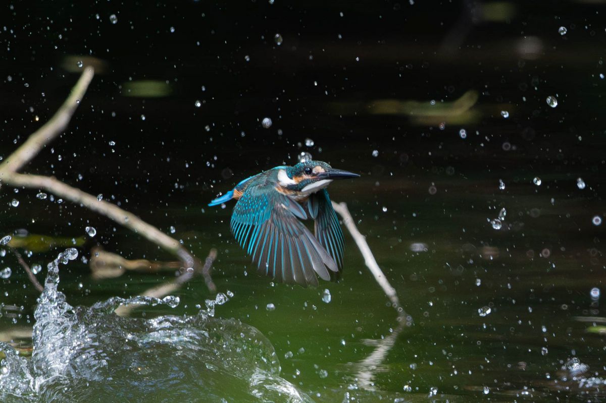 カワセミ離水159 | GANREF