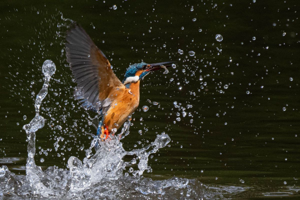 カワセミ離水114 | GANREF