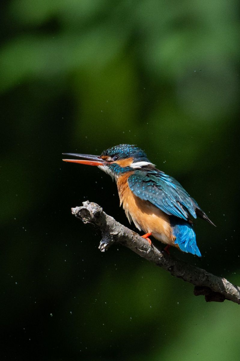 カワセミ離水165 | GANREF