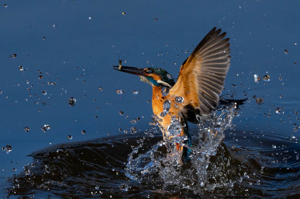 カワセミ離水134 | GANREF