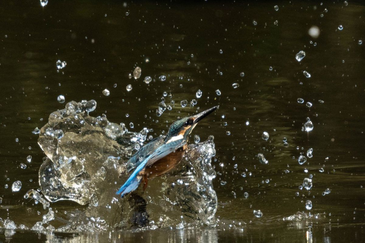 カワセミ離水142 | GANREF