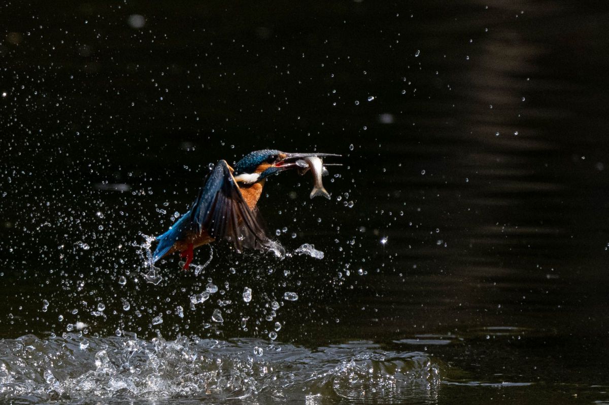 カワセミ離水116 | GANREF