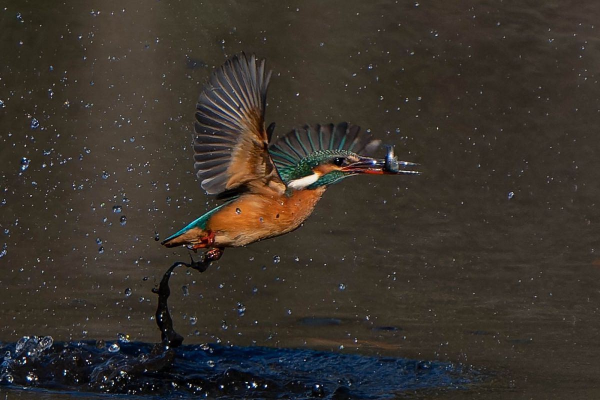 カワセミ離水149 | GANREF