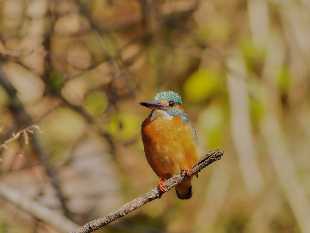 Decade of no progress | GANREF