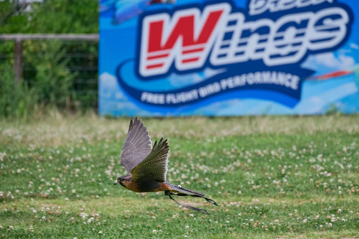 Free Flight Bird Performance Show | GANREF