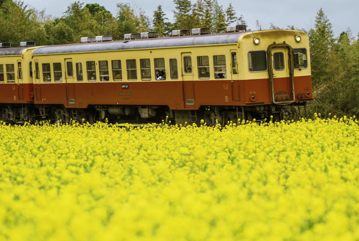 Spring Train | GANREF