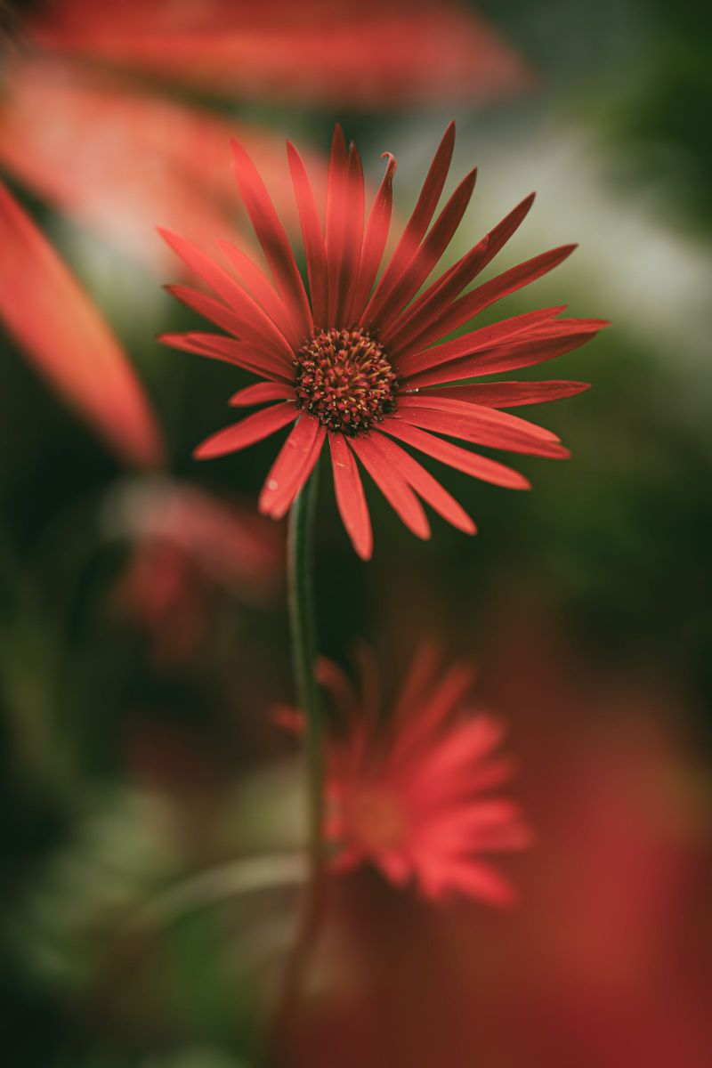 red flowers | GANREF