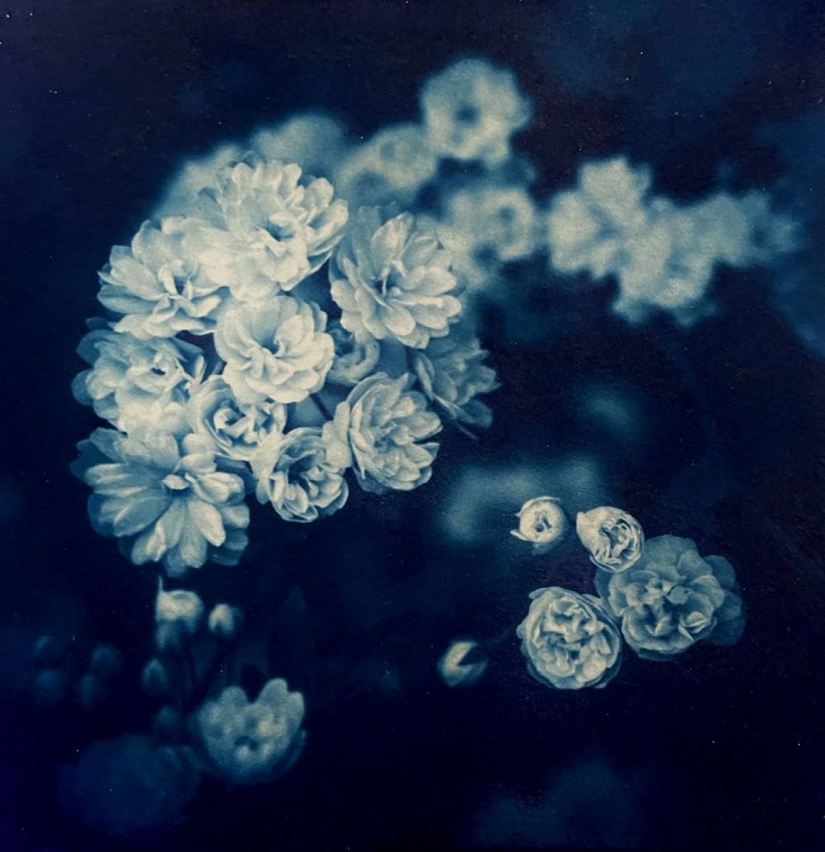 写真展『Plants Life』 | GANREF