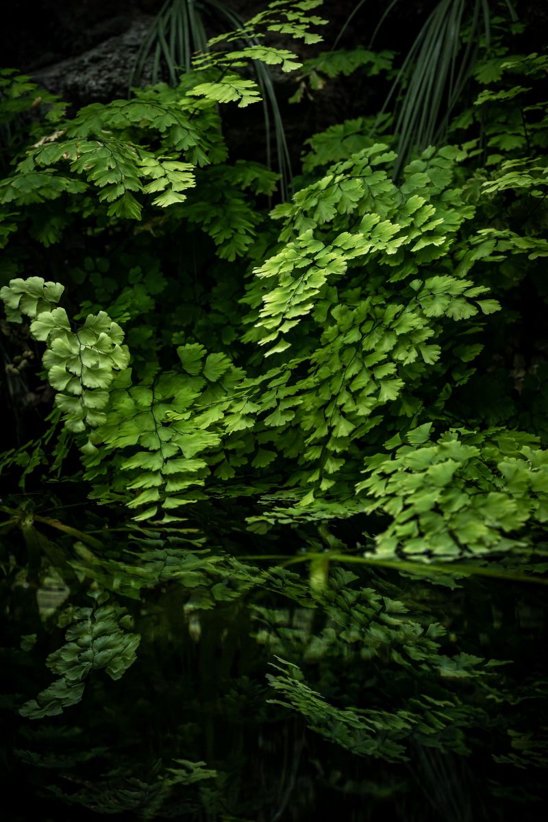 aquatic plants | GANREF
