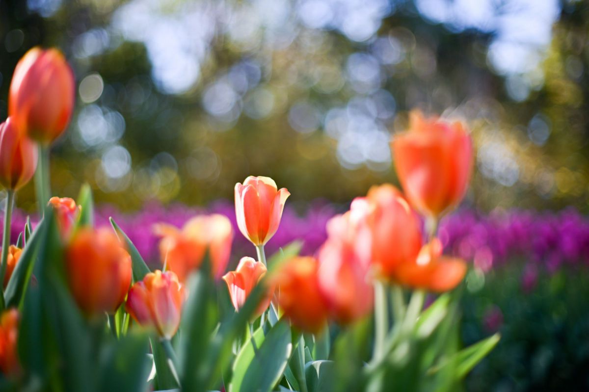 江の島サムエル・コッキング苑【チューリップ：トリプルA】 | GANREF