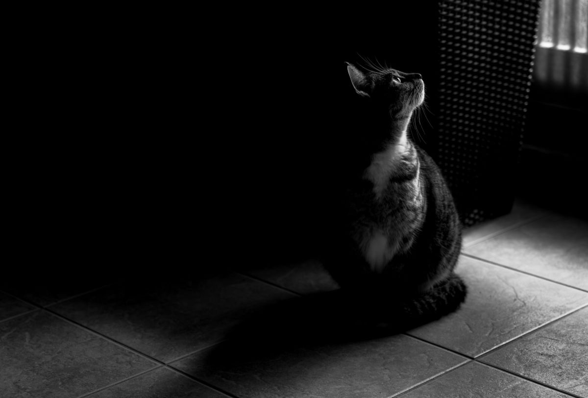 Stop motion | GANREF